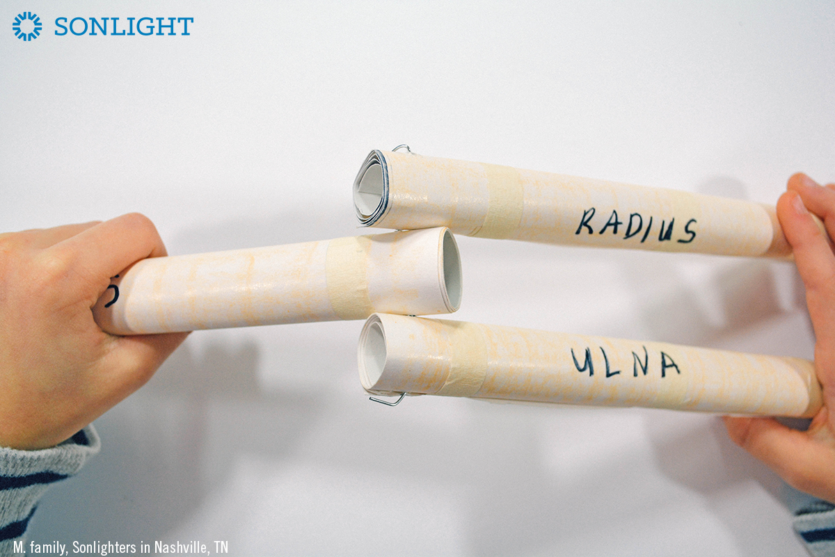 Build a Working Arm Muscle: A Science Activity Tutorial - Sonlight ...