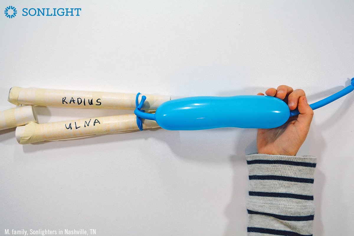Build a Working Arm Muscle: A Science Activity Tutorial - Sonlight ...